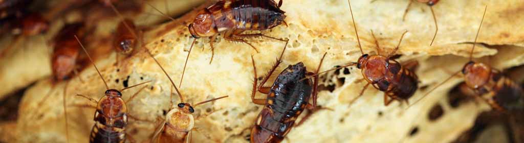 Pests & Vermin Brisbane | Call Ph: (07) 3073 9245